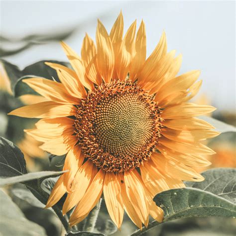 The Solar Plexus Chakra Unlocking Confidence Power And Inner Strength White Dakini