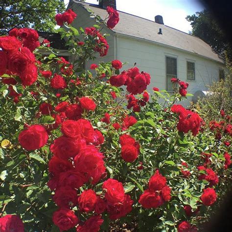 Full Image Of Rose Bush