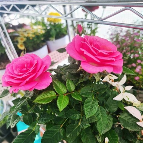 미니장미 키우기 햇빛 노지월동 분갈이 물주기 가지치기 진딧물 번식 네이버 블로그