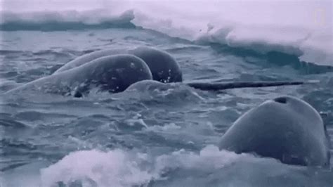 Narwhals  By Nat Geo Wild Find And Share On Giphy