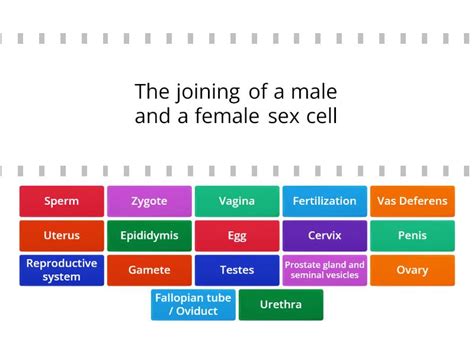 Reproductive System Dominos Сәйкестікті табу