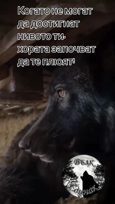 Вълк Единак Facebook