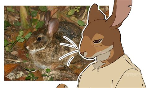 Springdad If He Was A Brazilian Rabbit Reference Image Source