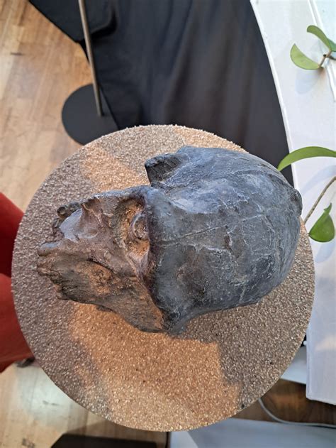 Australopithecus Skull Artatafrica