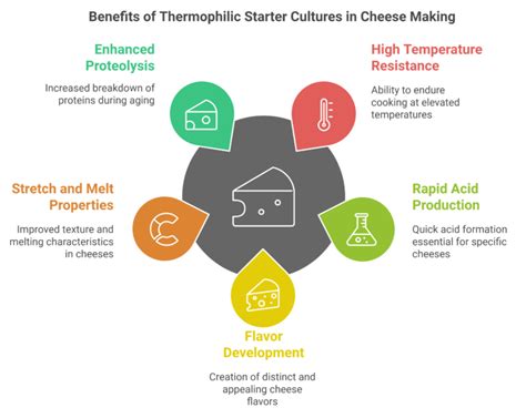 Explore Thermophilic Culture In Cheese Starter Cultures And Recipes