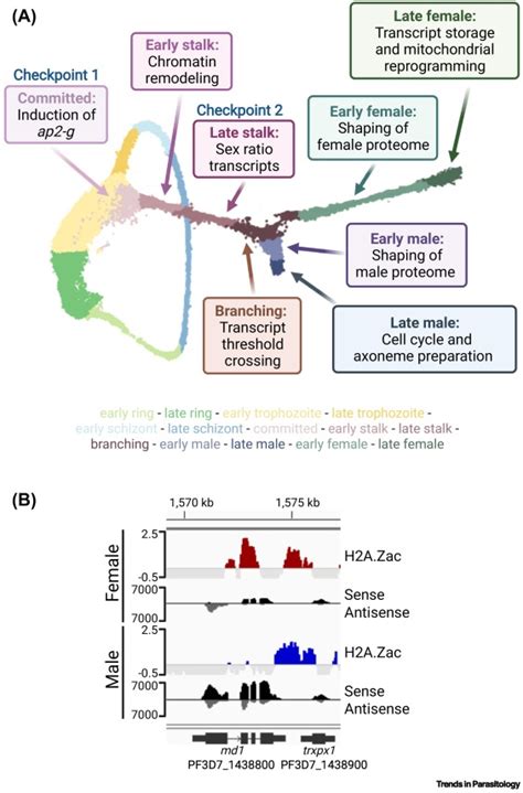 Pink Or Blue Sex Determination In Malaria Gametocytes Trends In