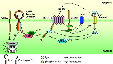 Schematic Model For Mamp Triggered Rbohd Activation Download Scientific Diagram
