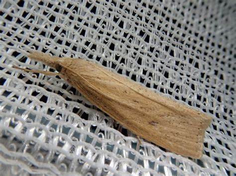 Chilo Niponella · Inaturalist