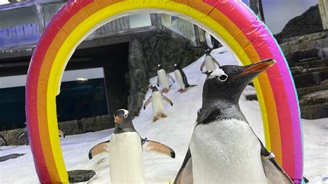 One Half Of Famous Same Sex Penguin Couple Dies In Sydney One Half Of Famous Same Sex Penguin Couple Dies In Sydney