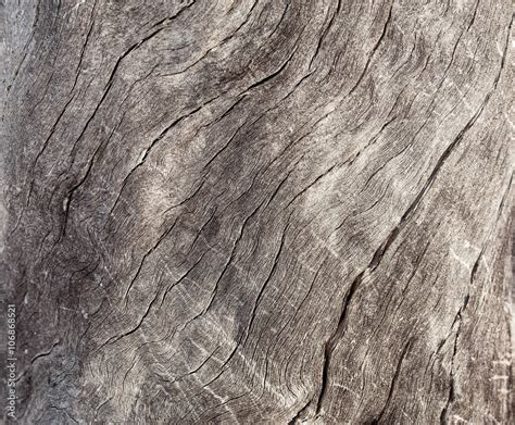 Texture Of Tree Background And Wall Of Tree Texture Stock Photo Adobe Stock