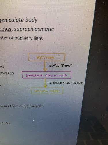 20 The Extrapyramidal Motor System Flashcards Quizlet