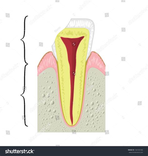 Drawing To Show The Main Anatomical Structures Of A Typical Incisor
