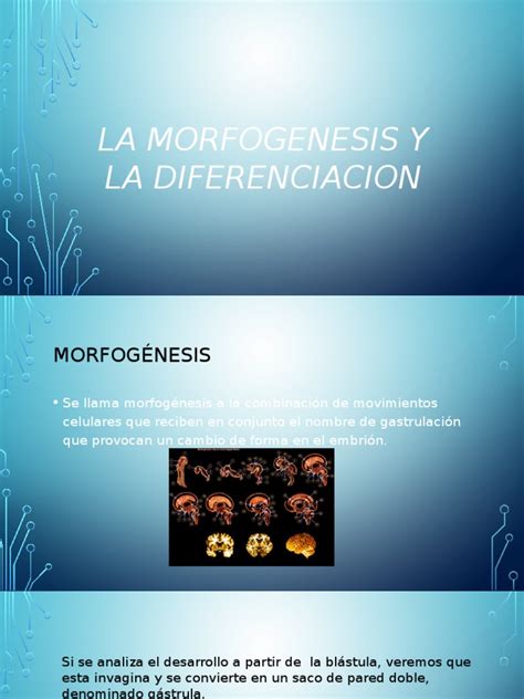 La Morfogenesis Y La Diferenciacion Pdf