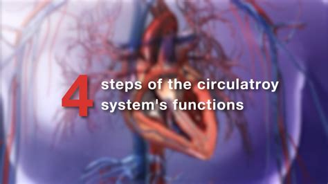 Systemic Circulation Animation
