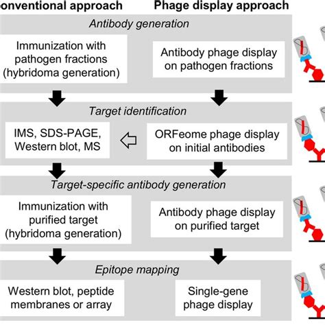 Representation Of The Workflow Of The Phage Display Technologies Used Download Scientific