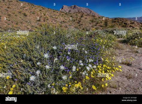 Desert Chicory White Common Phacelia Blue And Desert Dandelion