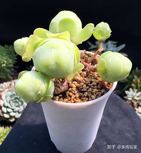 慢客多肉连载八 知乎