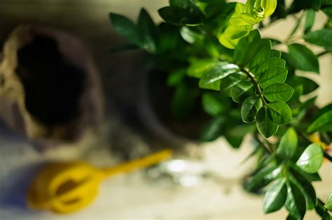 여성 정원사는 Zamiokulkas와 Haworthia Striata 꽃을 나무 테이블 가정 정원 개념 식물 이식 가정 원예 정원 도구 위의 새 화분에 화분에 심고 있습니다