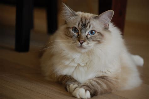 Порода Кошек Рэгдолл Фото Цена Картинки фотографии
