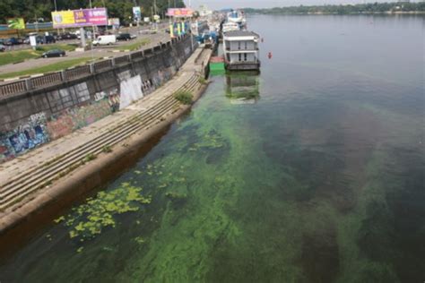 Киевлян смущают необычные водоросли в Днепре