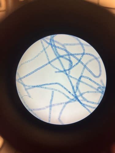 Micro Lab Practical Flashcards Quizlet