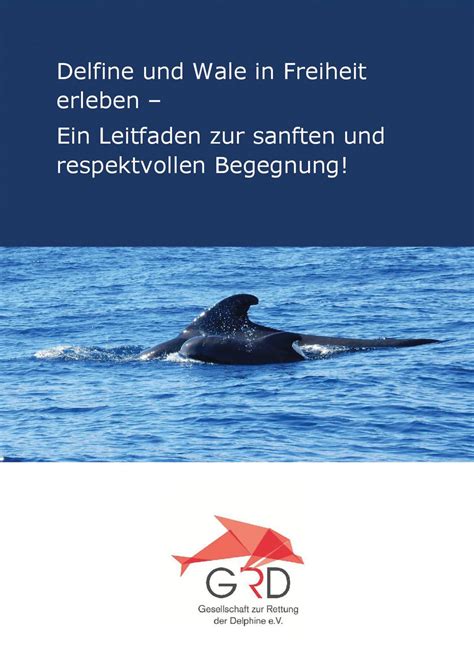 Delfine Und Wale In Freiheit Erleben Ein Leitfaden Für Sanftes Und Respektvolles Whale