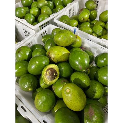 Jual Buah Alpukat Mentega 1kg Shopee Indonesia