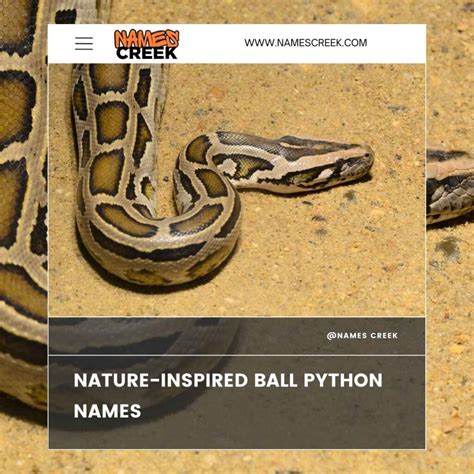 Cute And Classy Ball Python Names Cute And Classy Ball Python Names