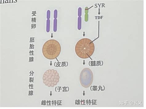 性别决定与性染色体Sex Determination and Sex Chromosomes 知乎