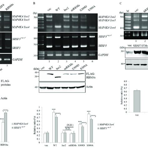 Overexpression Of Rna Binding Motif Protein 4a Rbm4a Leads To An Download Scientific Diagram
