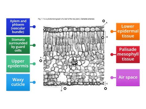 Harder Labelling A Leaf Labelled Diagram