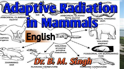 Adaptive Radiation Of Mammals