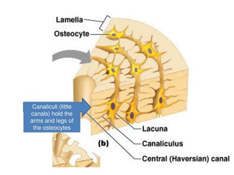 Ppt Long Bone Anatomy Powerpoint Presentation Free Download Id5430373