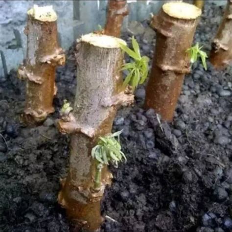 Halaman Unduh Untuk File Gambar Batang Singkong Yang Ke 11