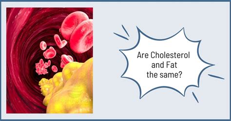 Are Cholesterol And Fat The Same Dr Maran Springfield Wellness