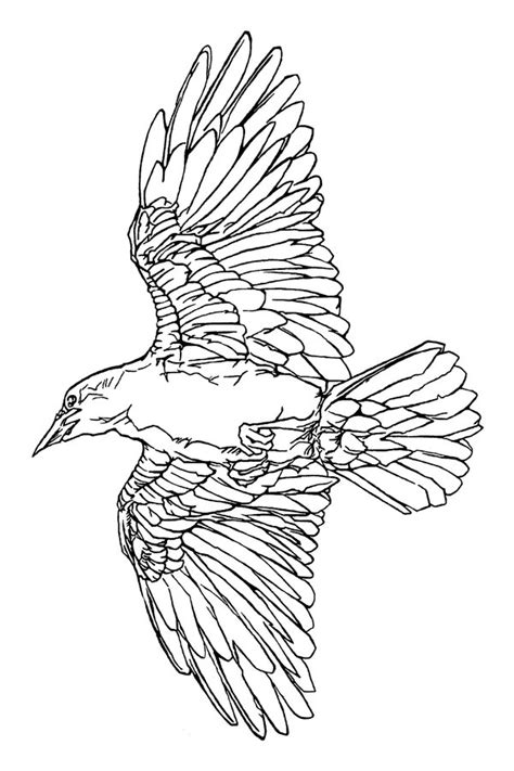 Raven Flying Drawing At Getdrawings Free Download