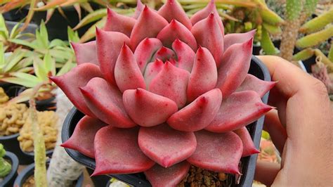 11월3일😚😘슬기로운 다육생활 ️믿고 주문하는 승아다육 다육이들윙크😉 재구매율 최고 식물만판매 다육이 5만원이상무료배송 Youtube