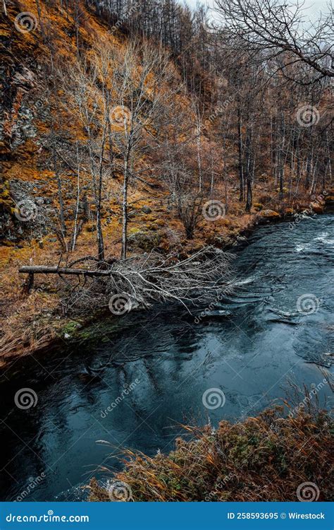 Vertical Shot Of Small River Flowing Through Naked Autumn Trees In The Woods Stock Image Image