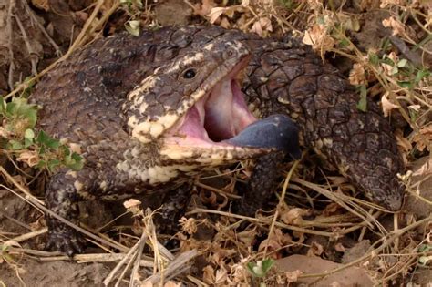 Meet The Shingleback Lizard Animals Around The Globe