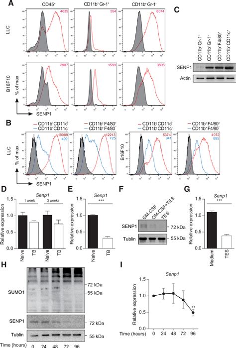 Figure 1 From Sumo Specific Protease 1 Is Critical For Myeloid Derived