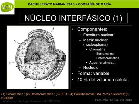 El Nucleo Celular