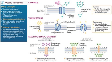 Physiology Passive Transport Ditki Medical And Biological Sciences