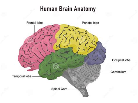 Anatomy Of The Human Brain In Departments With Names Vector