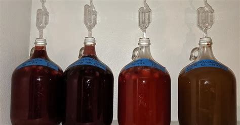 Finally Set Up Some Honey Wine And It Seems To Be Going Well Album