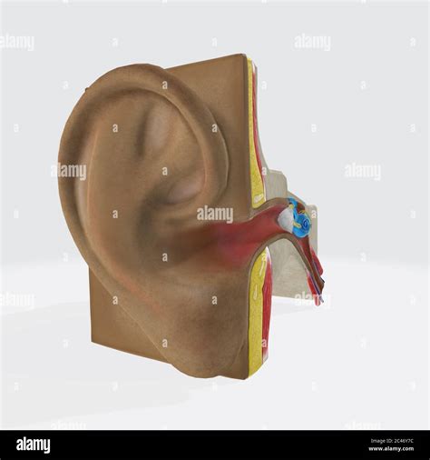 Anatomical Structure Of The Human Ear Stock Photo Alamy