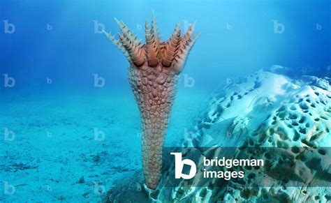 Image Of Echmatocrinus A Prehistoric Crinoid In Its Habitat