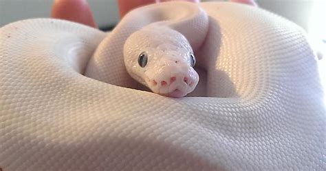 My Blue Eyed Lucy Imgur