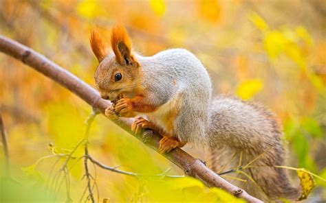 Download Squirrel Eating On Tree Branch Wallpaper