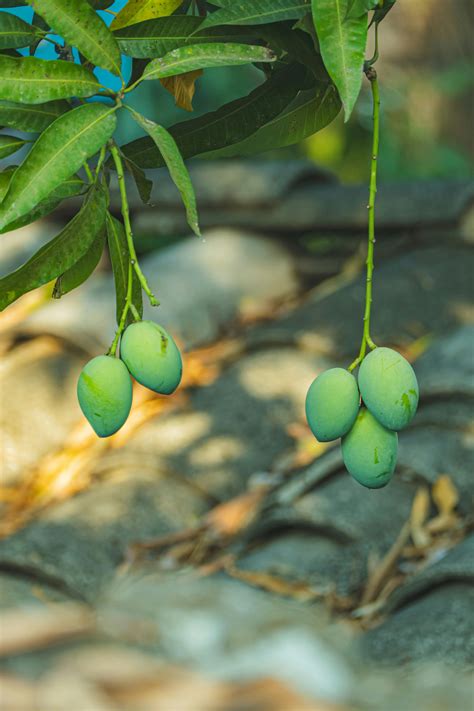Manera Indica 건강한 식생활 과수원 과일 과일 나무 과일 재배 근접 촬영 농 임업 농업 망고