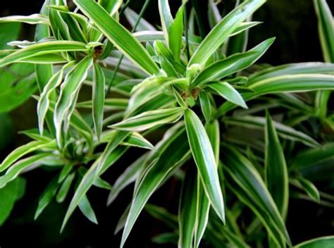 為什麼有錢人家裏都養這3種植物？旺財又旺人，幸好知道早了 每日頭條